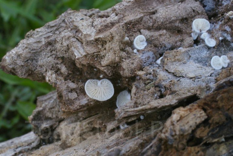 Хеймонофиллум белейший, Cheimonophyllum candidissimum - Грибы Средней ...