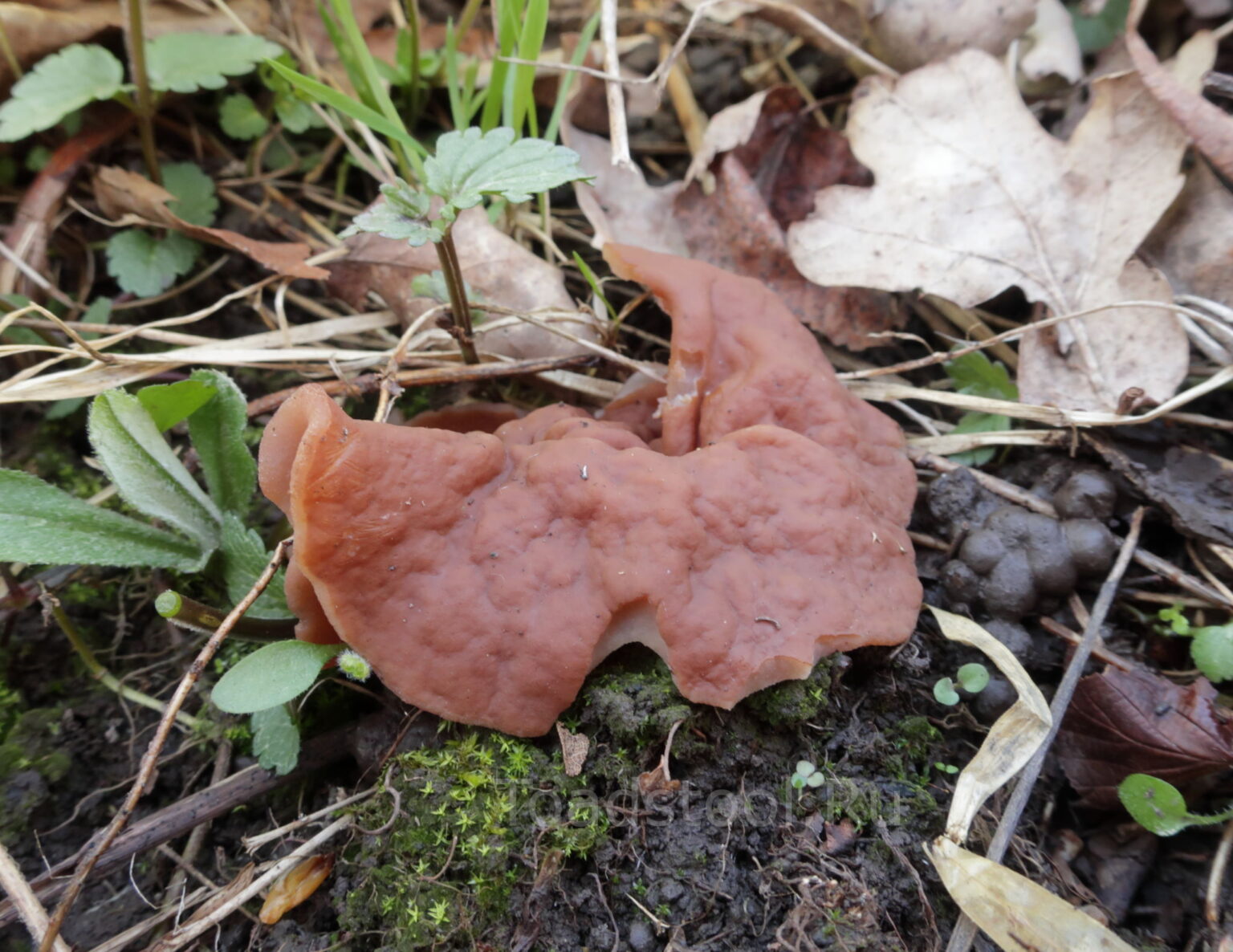 Discina perlata (ancilis), Дисцина щитовидная