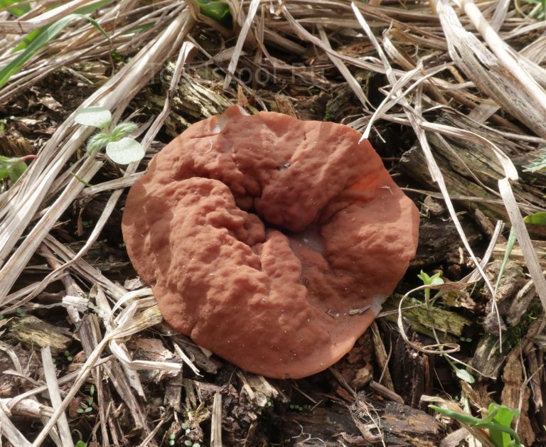 Discina perlata (ancilis), Дисцина щитовидная